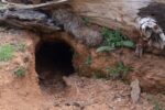 Wombat burrows provide refuge from bushfires - Australian Geographic