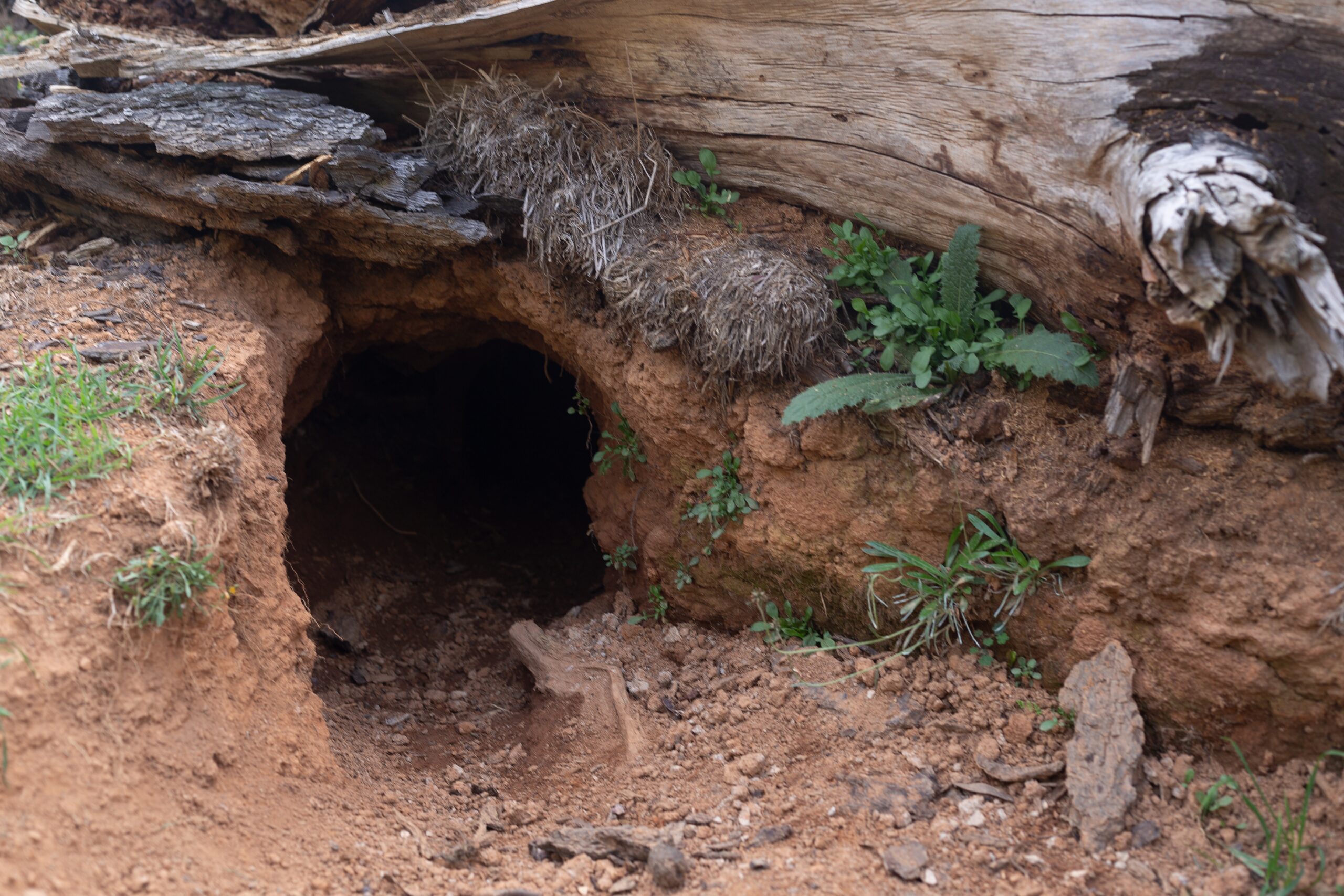 Wombat burrows provide refuge from bushfires - Australian Geographic