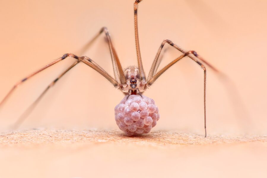 Fact File: Daddy-long-legs spider (Pholcus phalangioides) - Australian ...