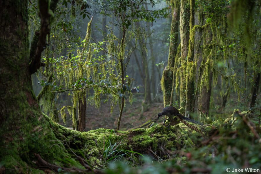Winners: 2024 AG Nature Photographer of the Year - Australian Geographic