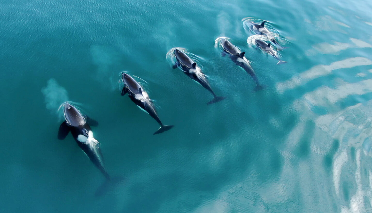 Fact File: Orca (Orcinus orca) - Australian Geographic