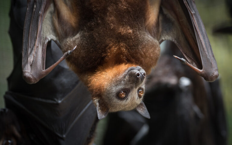 A guide to the flying-foxes of Australia- Australian Geographic