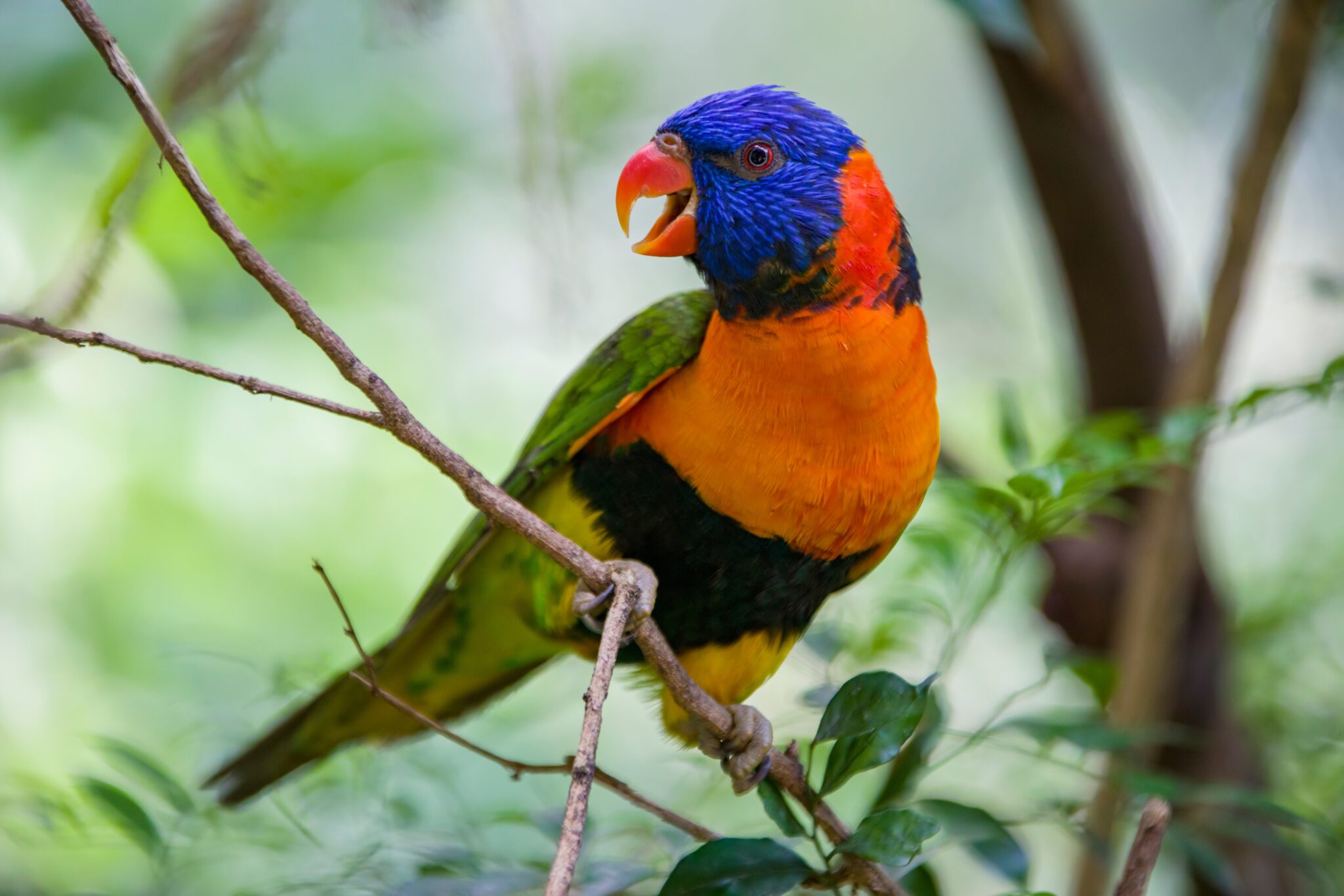 Discover the 7 Australian lorikeets - Australian Geographic