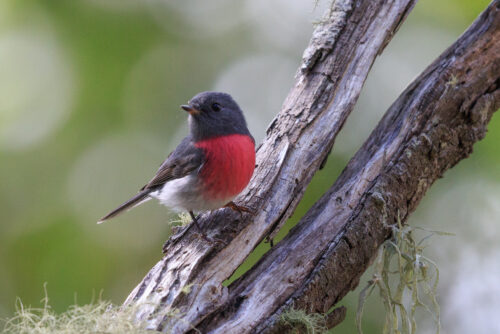 A guide to Australia’s most colourful robins