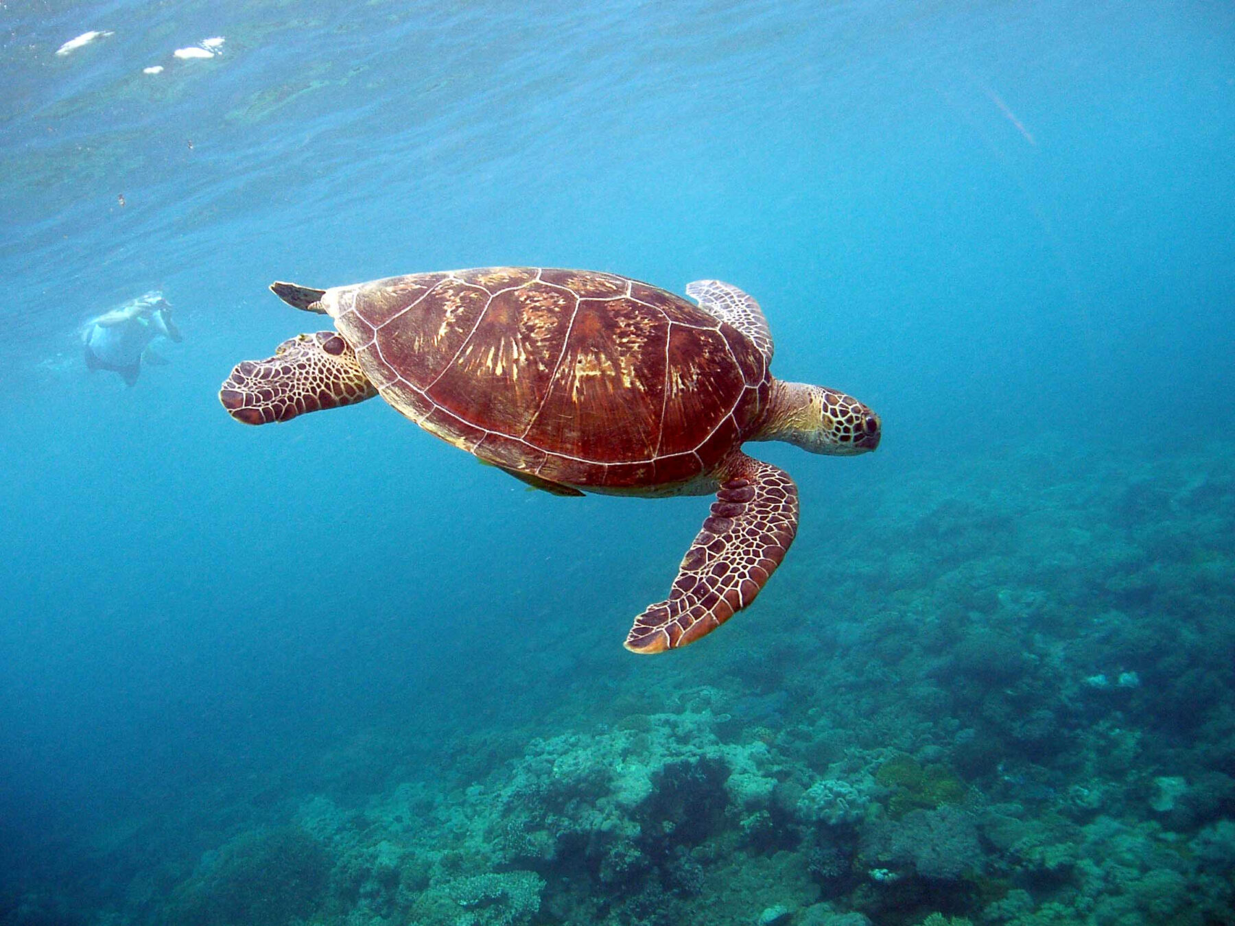 How Traditional Owners' knowledge is helping the GBR - Australian ...