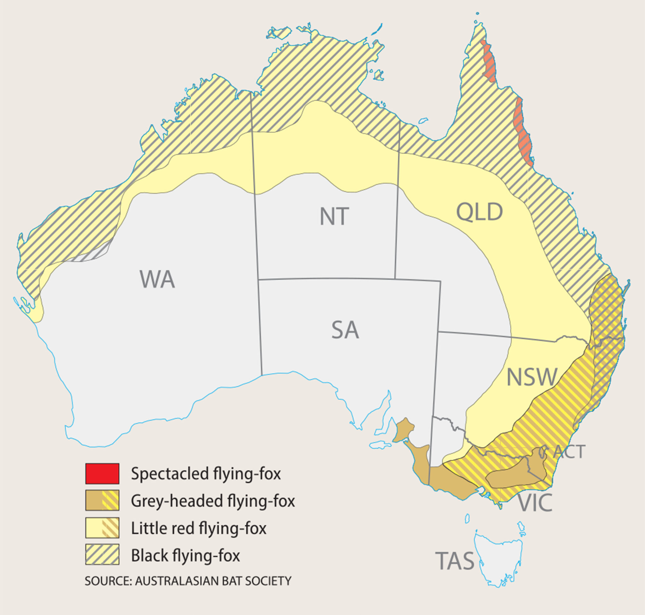 A guide to the flying-foxes of Australia- Australian Geographic