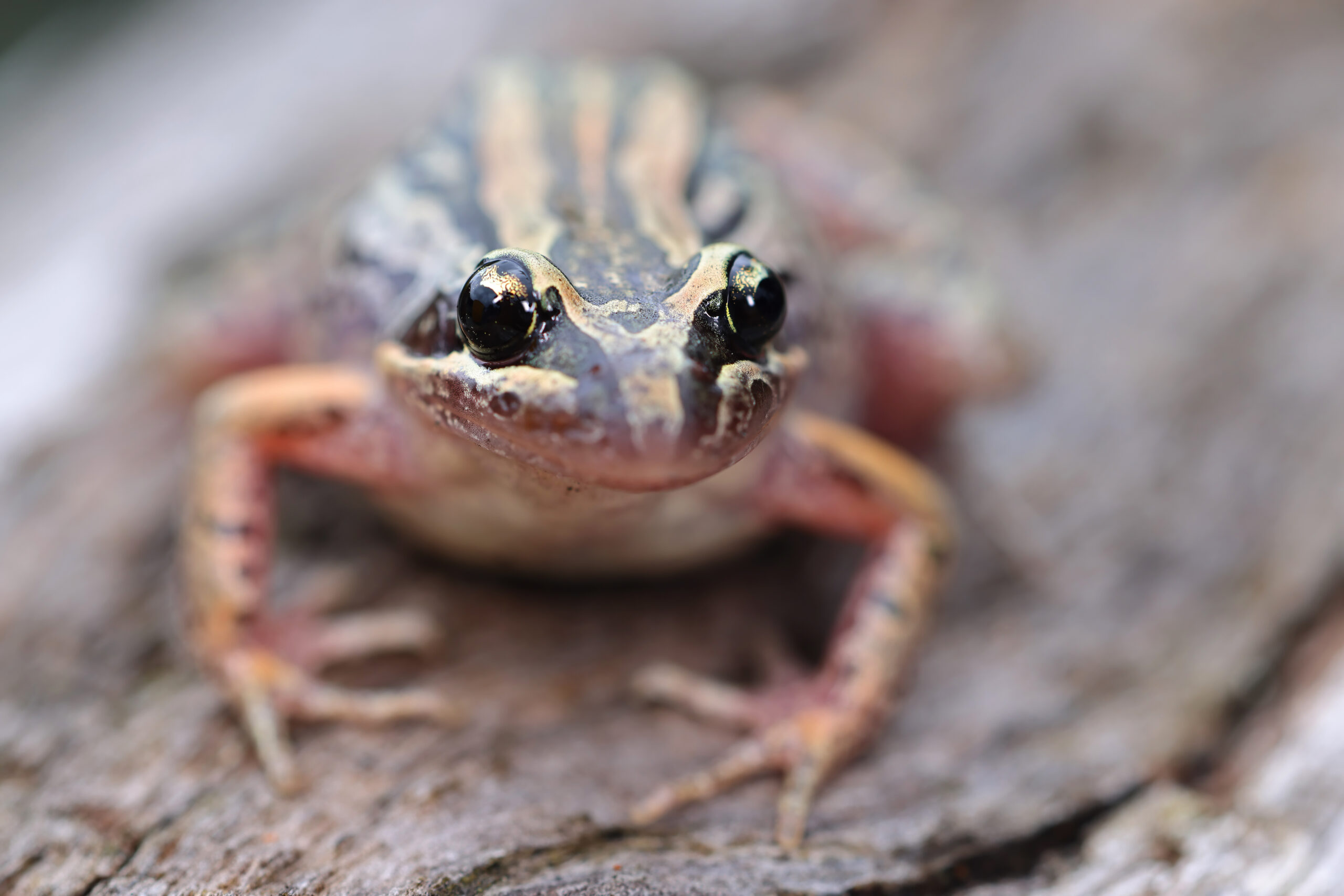 Fact File: Striped marsh frog (Limnodynastes peronii) - Australian ...