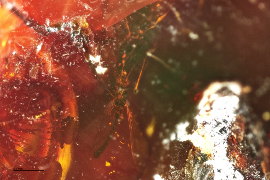 Australian amber reveals ‘living fossils’ from 42 million years ago ...