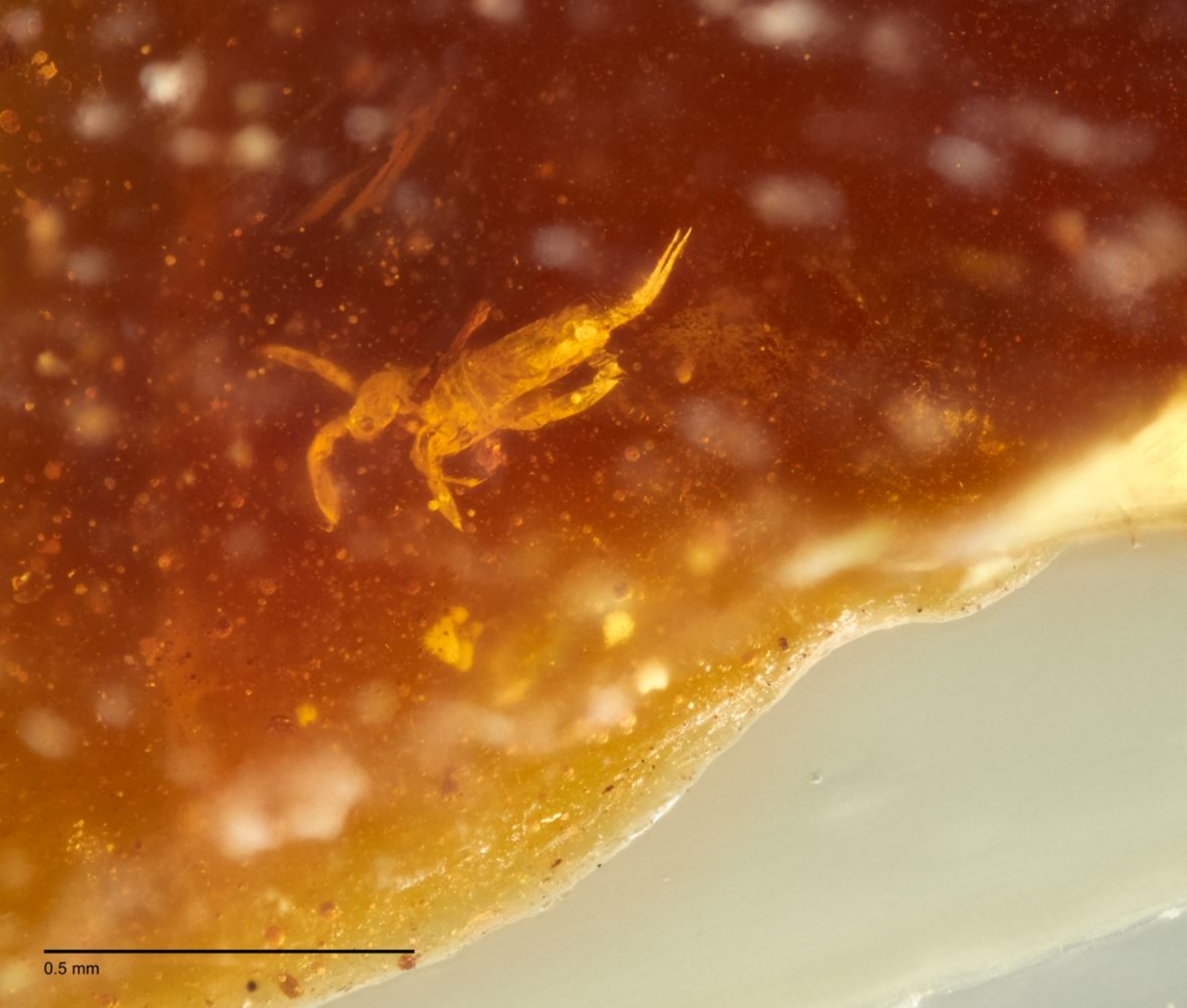 Australian amber reveals ‘living fossils’ from 42 million years ago ...