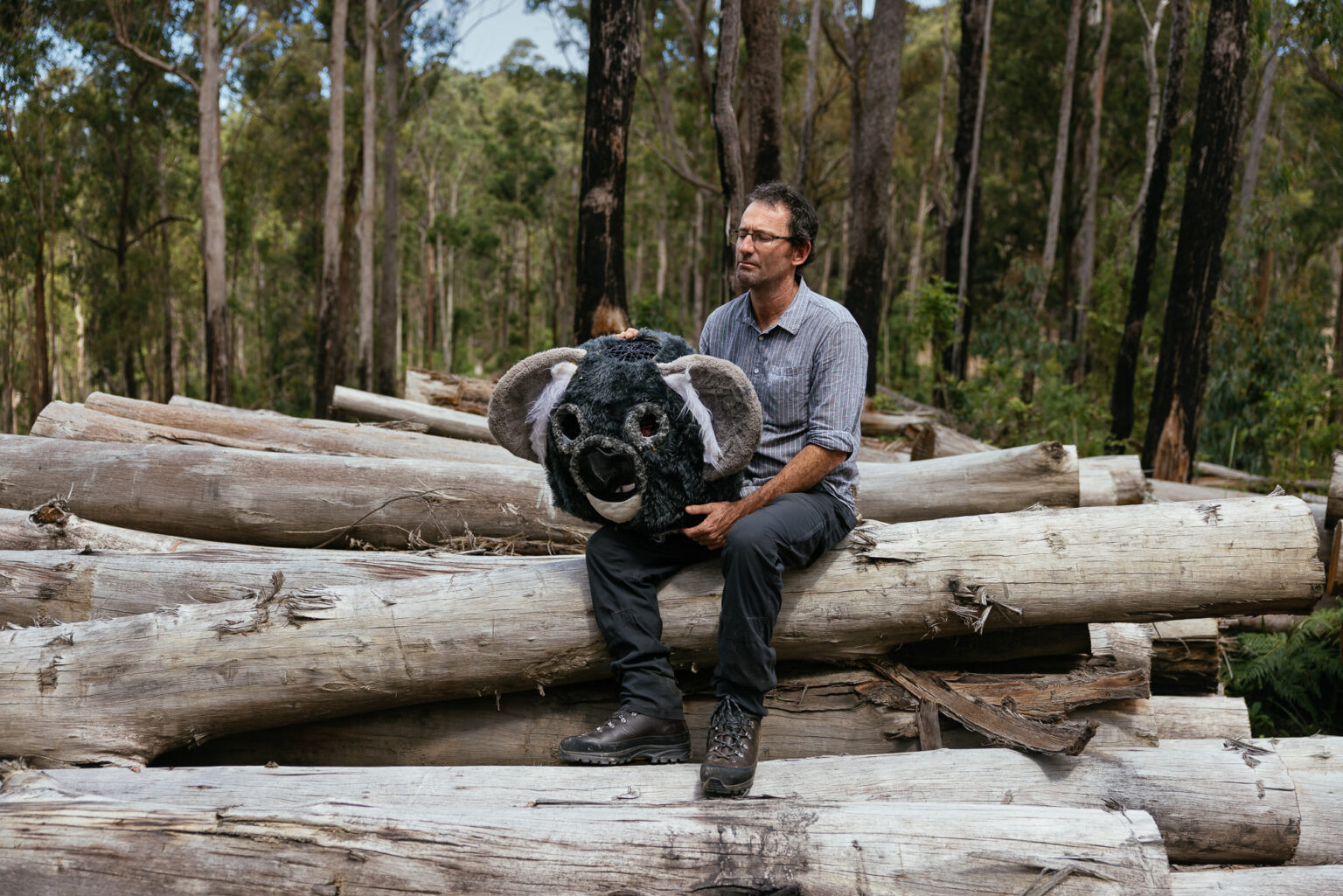 Clear-cutting koala country - Australian Geographic