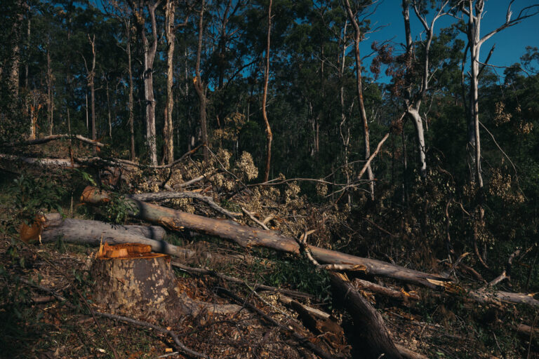 Clear-cutting koala country - Australian Geographic