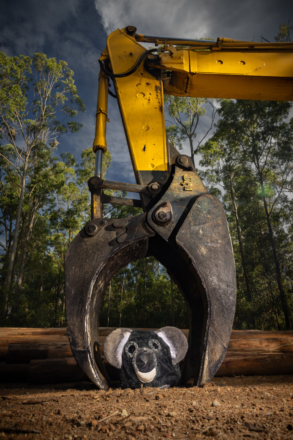 Clear-cutting koala country - Australian Geographic