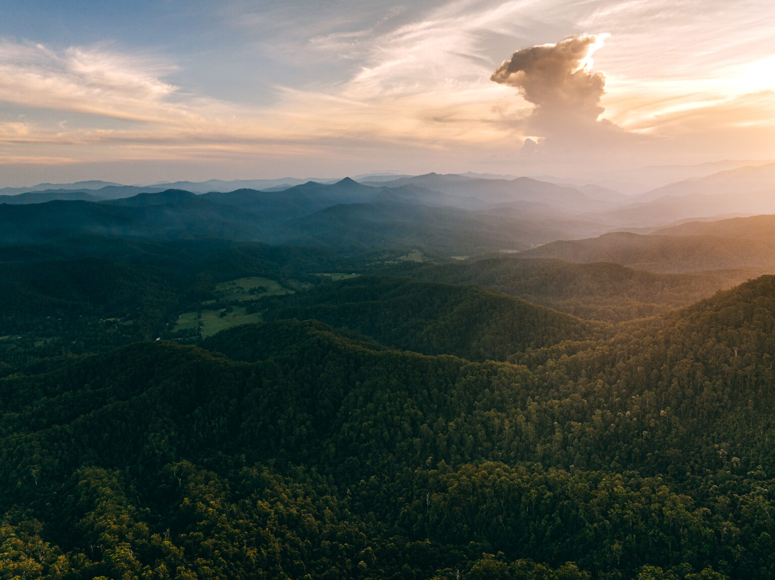 Clear-cutting koala country - Australian Geographic