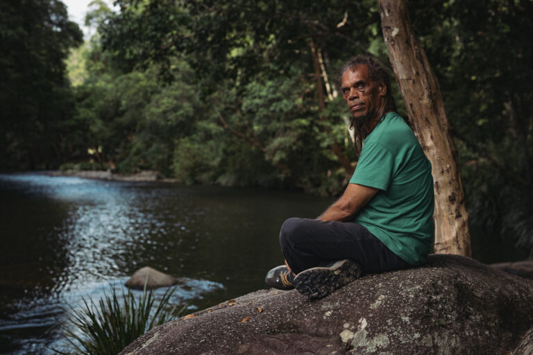 Clear-cutting koala country - Australian Geographic