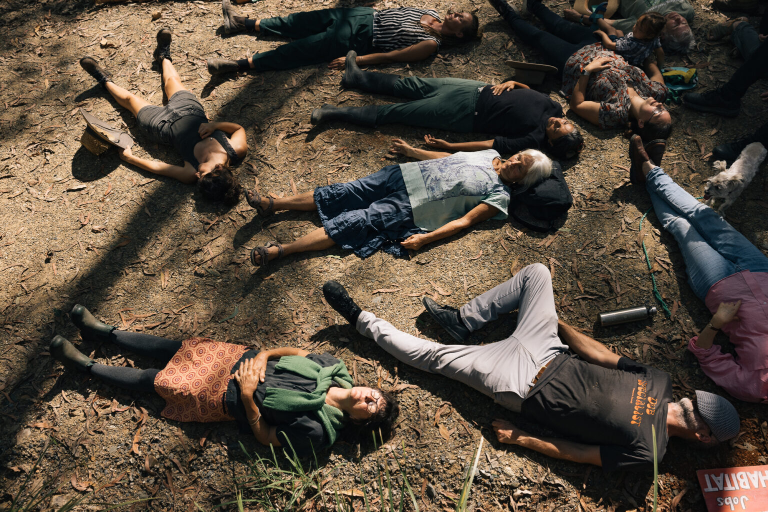 Clear-cutting koala country - Australian Geographic