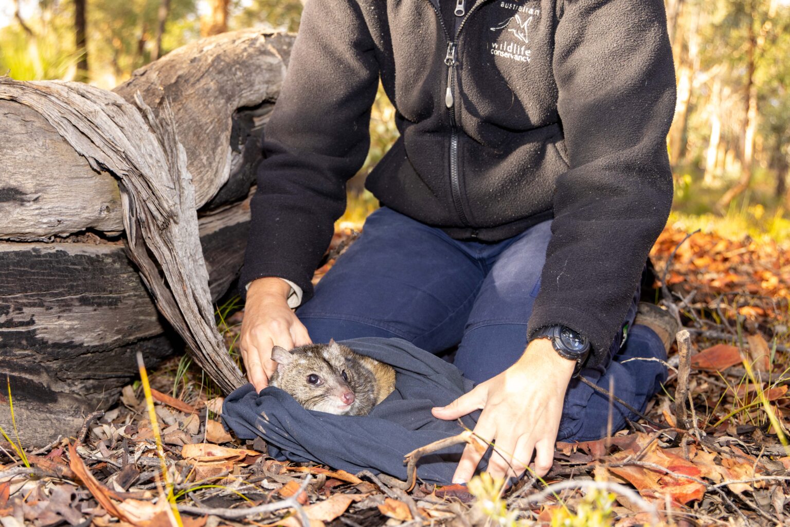 Rescuing the chuditch - Australian Geographic