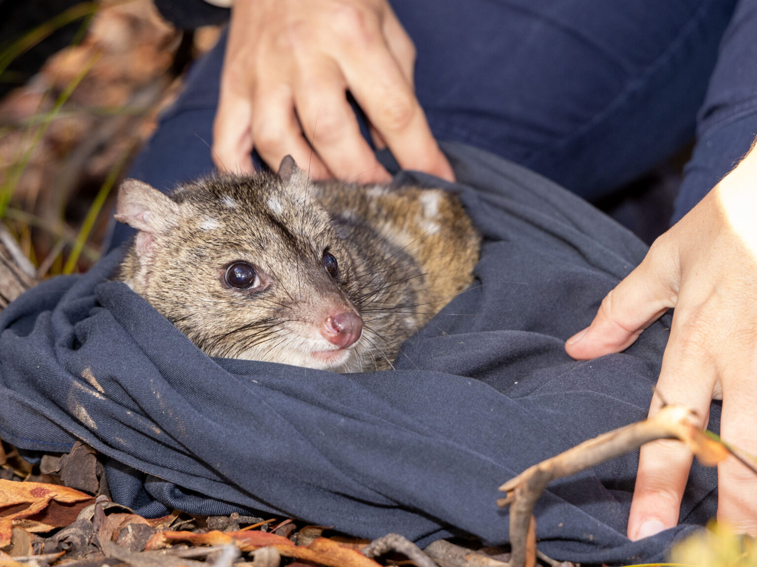 Rescuing the chuditch - Australian Geographic