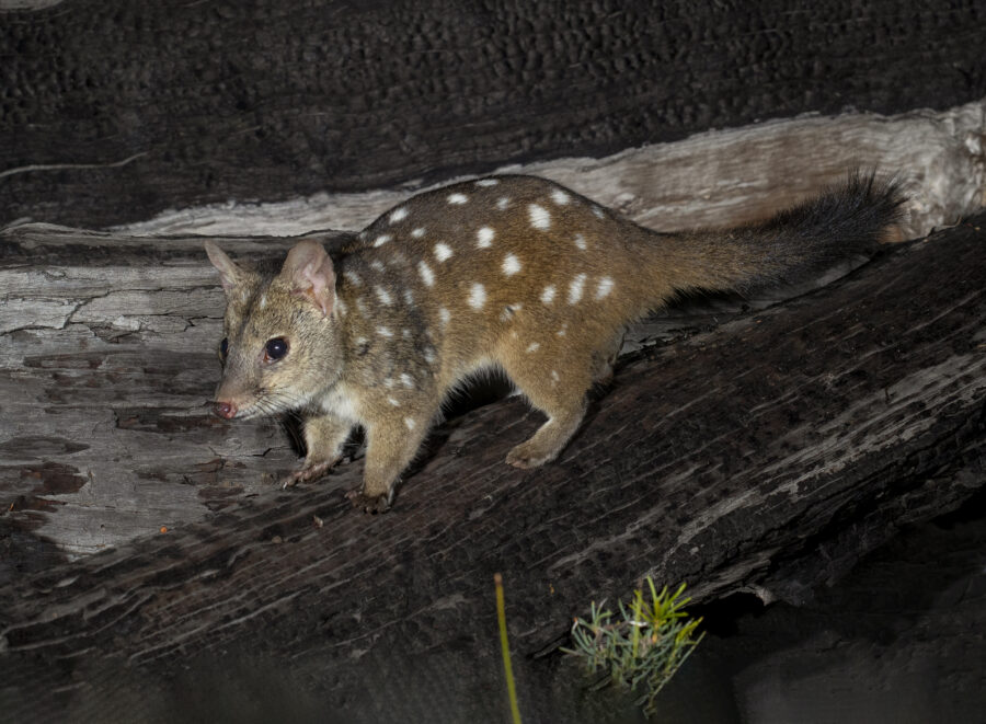 Rescuing the chuditch - Australian Geographic