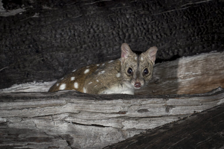 Fact File: Western quoll (Dasyurus geoffroii) - Australian Geographic