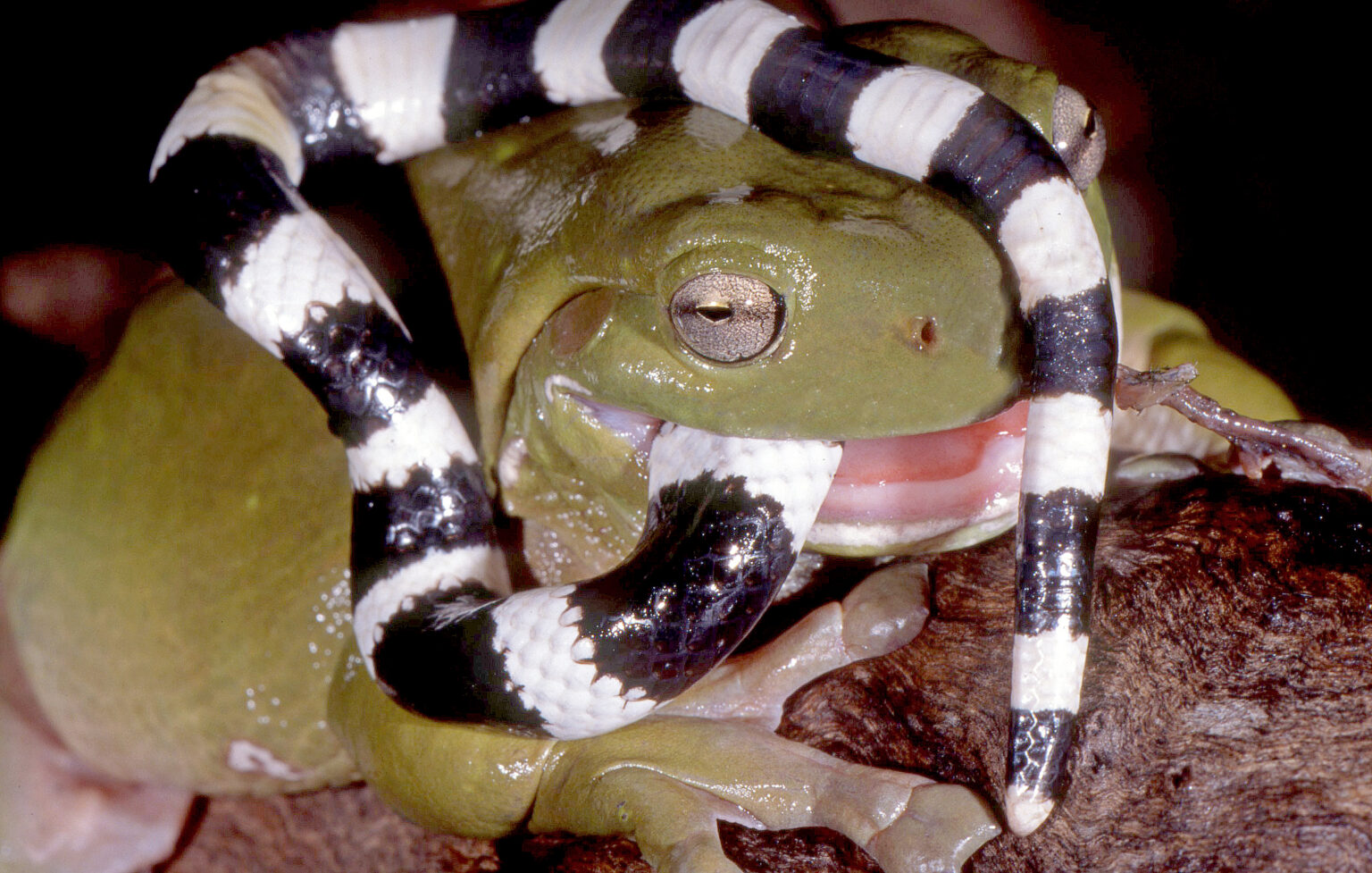 Meet Australia’s bandy-bandy snakes - Australian Geographic