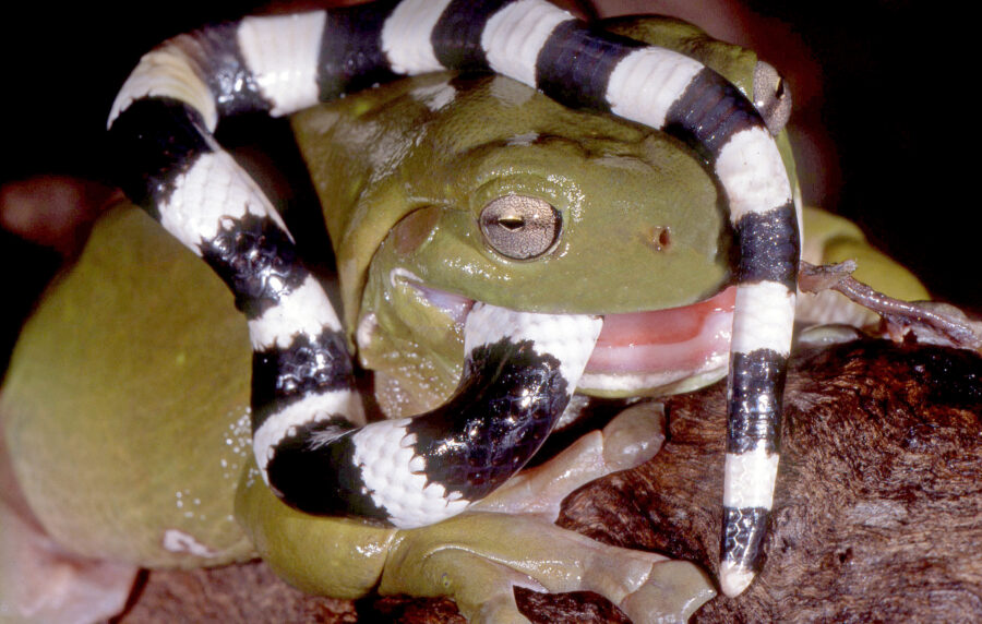 Meet Australia’s bandy-bandy snakes - Australian Geographic