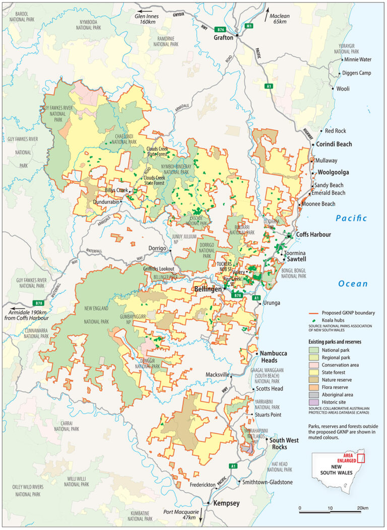 Clear-cutting koala country - Australian Geographic