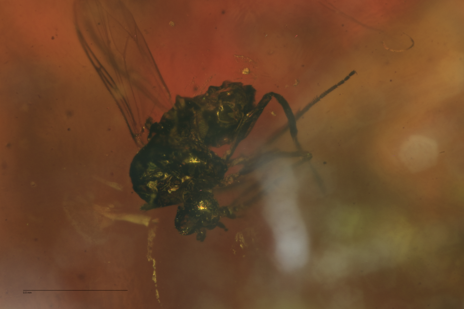 Australian amber reveals ‘living fossils’ from 42 million years ago ...