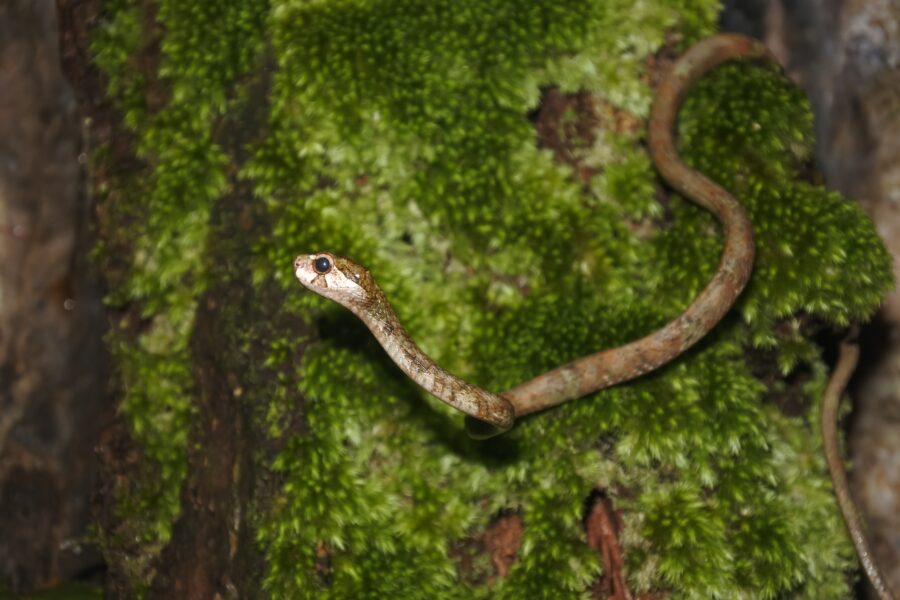 The blunthead slug snake is the cutest nope rope we’ve seen