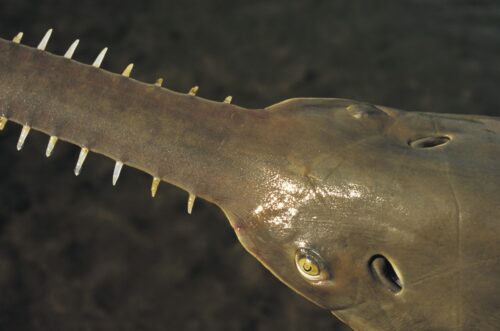 Fact File: Largetooth sawfish (Pristis pristis) - Australian Geographic