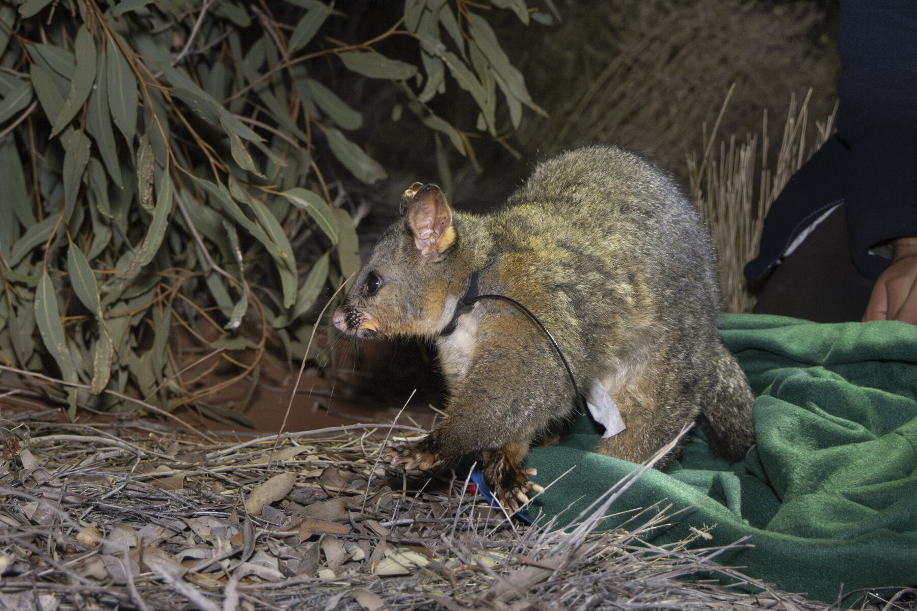 Possums welcomed back to Country in Red Centre- Australian Geographic