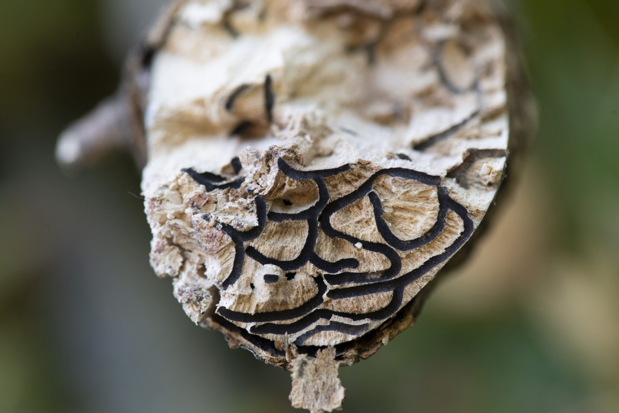 Australia gives up on eradicating devastating wood-boring beetle ...