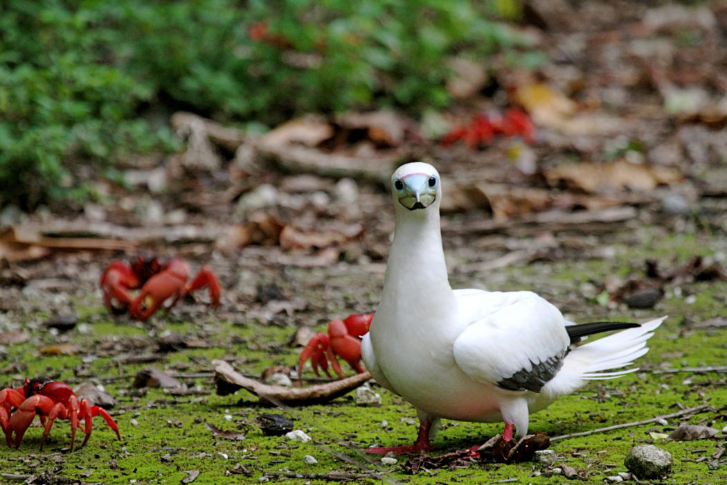 Find unique wildlife on Christmas Island - Australian Geographic