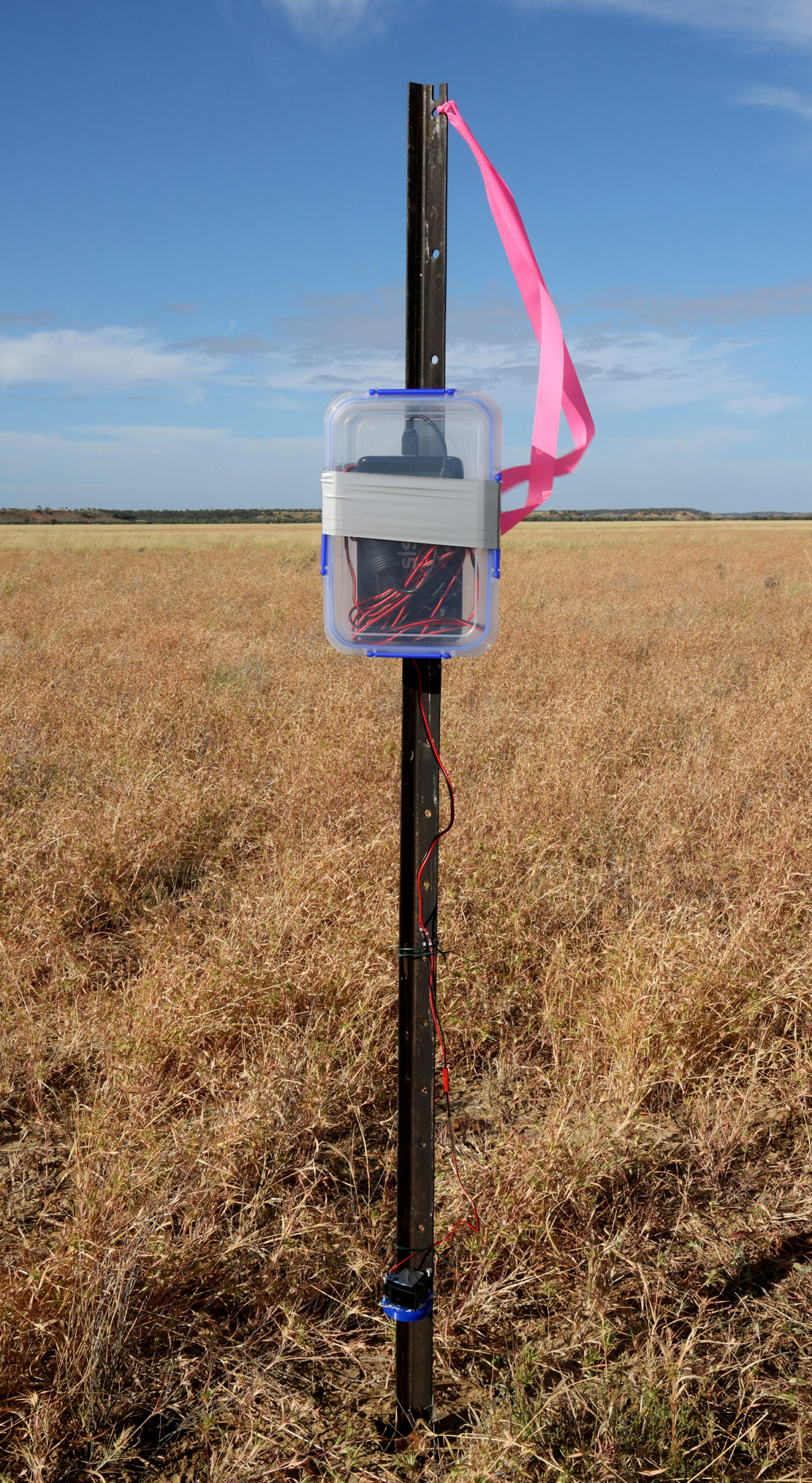 The race against time to save Julia Creek dunnarts - Australian Geographic