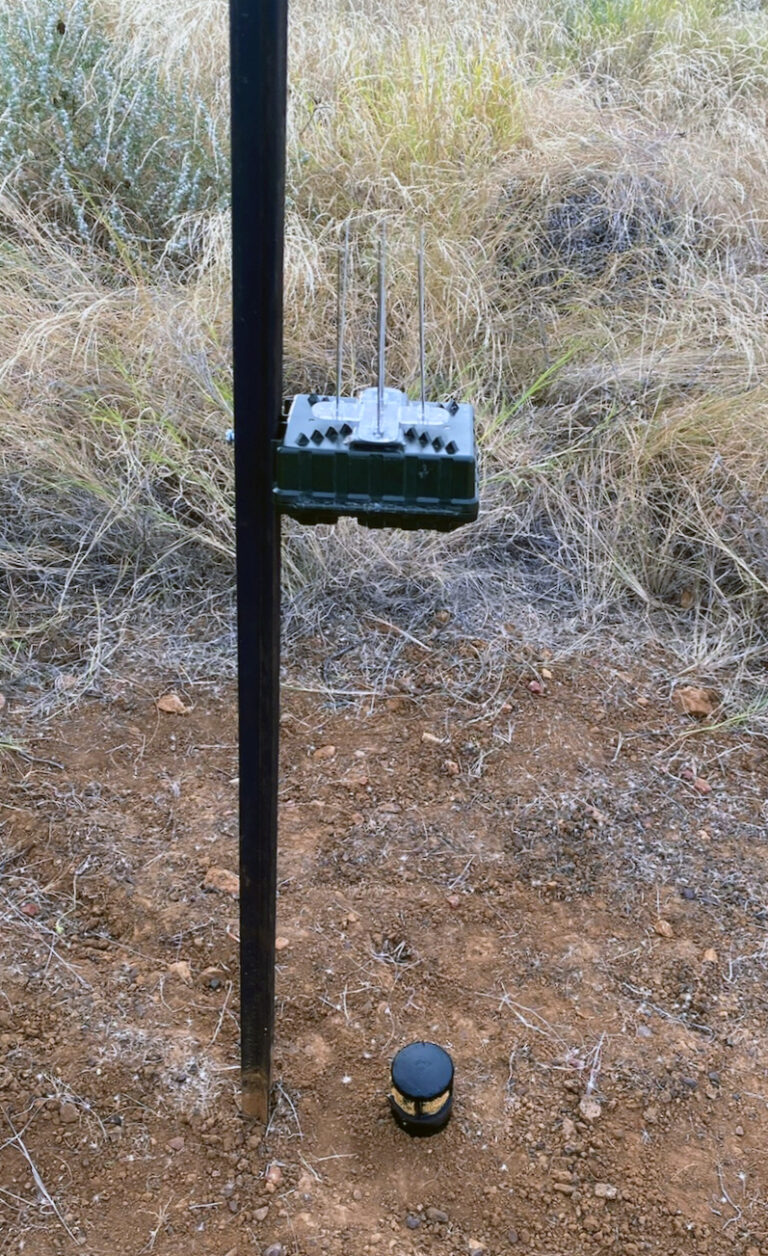 The race against time to save Julia Creek dunnarts - Australian Geographic