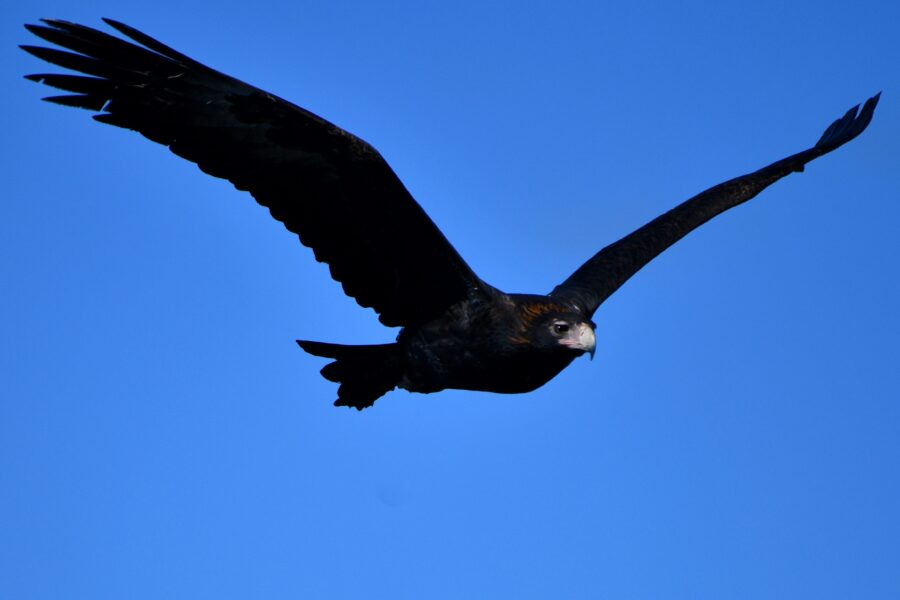 Wedge-tailed wonder - Australian Geographic