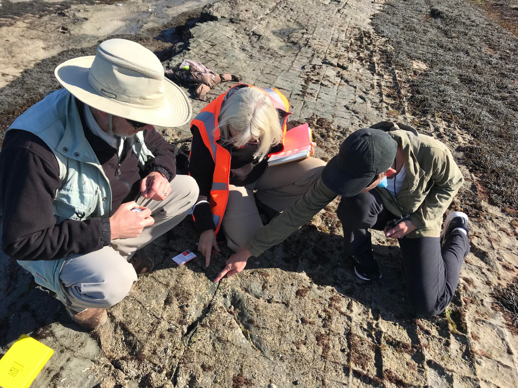 Polar dinosaur stomping ground discovered in Victoria - Australian ...