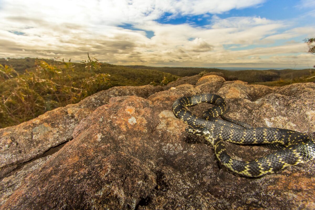 Warmer winters are waking snakes from their slumber sooner - Australian ...