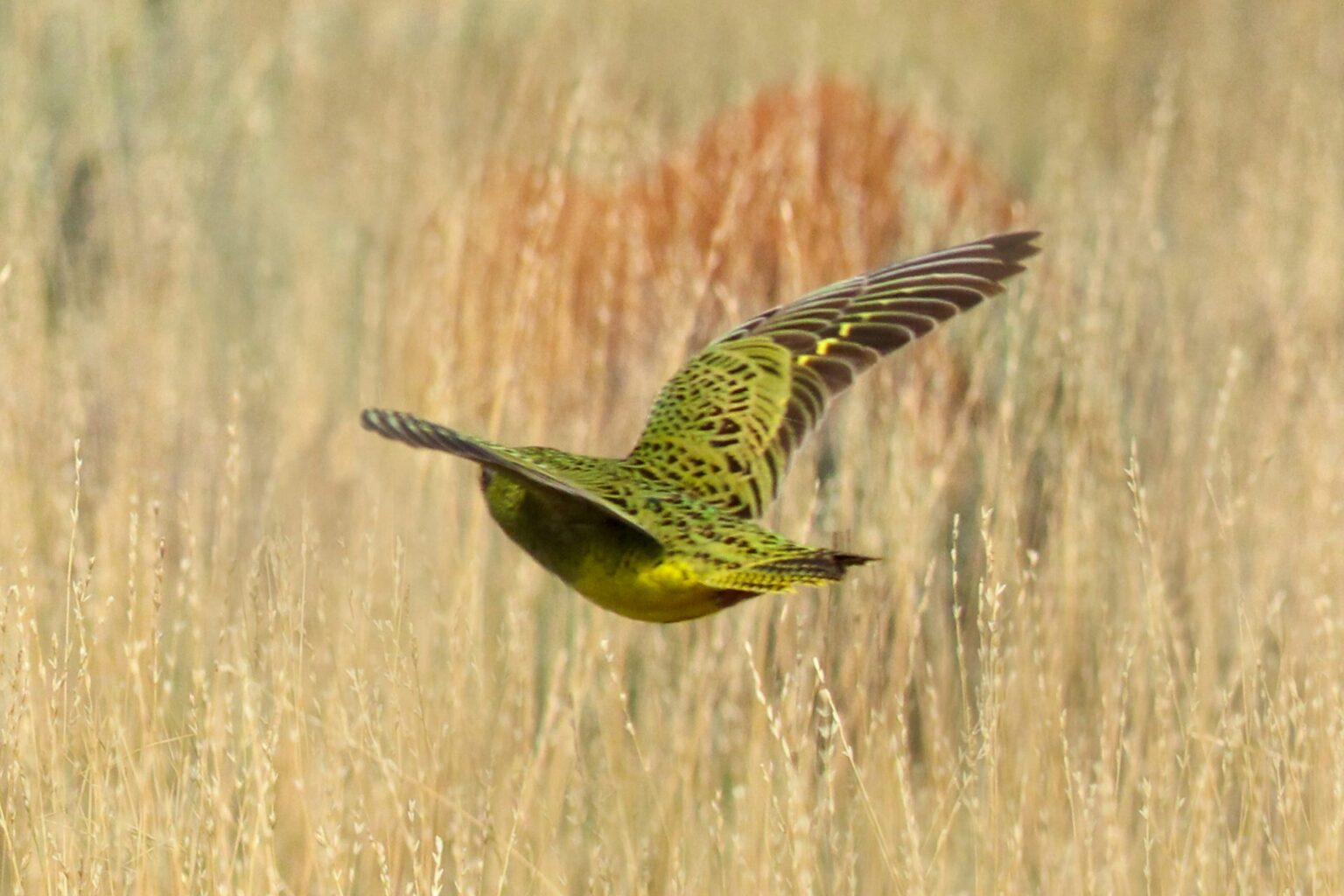 Extinct no more: Protecting the night parrot - Australian Geographic