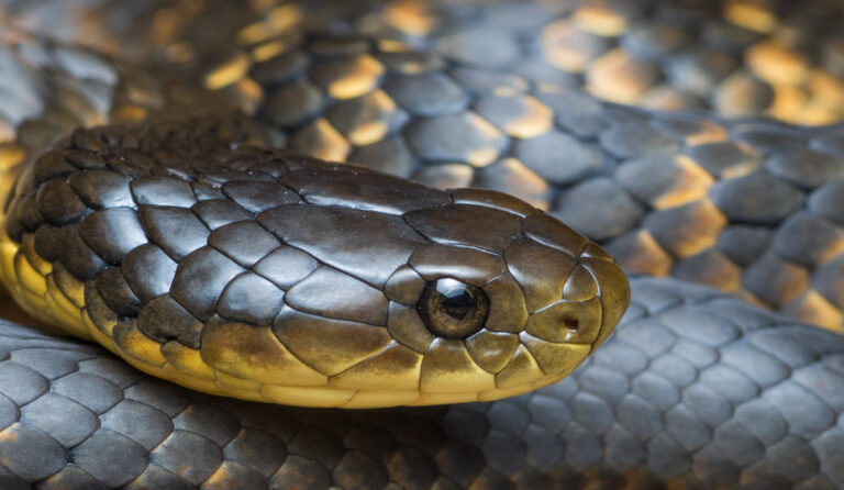 Warmer winters are waking snakes from their slumber sooner - Australian ...