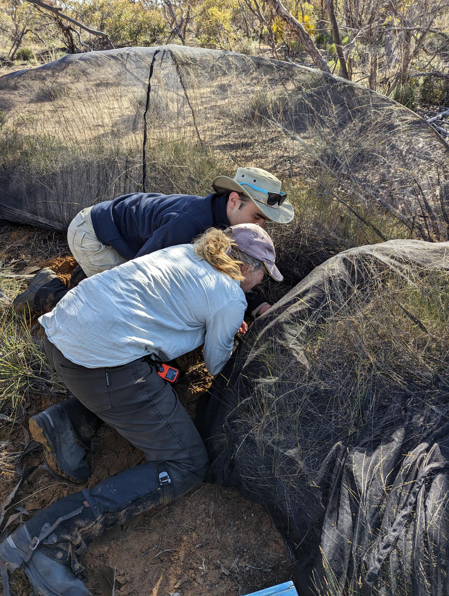 Mallee survivor - Australian Geographic