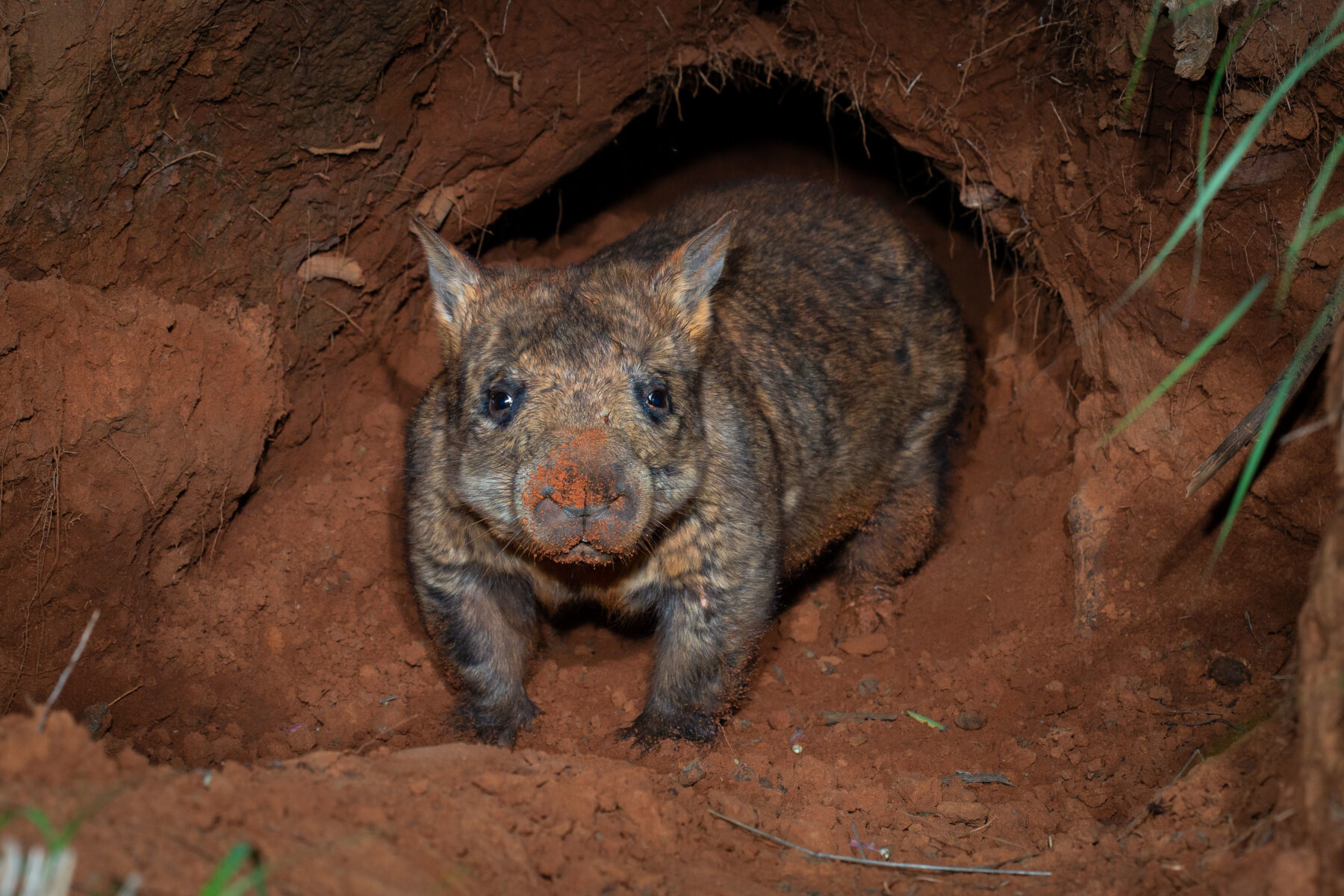 Save the northern hairy-nosed wombat - Australian Geographic