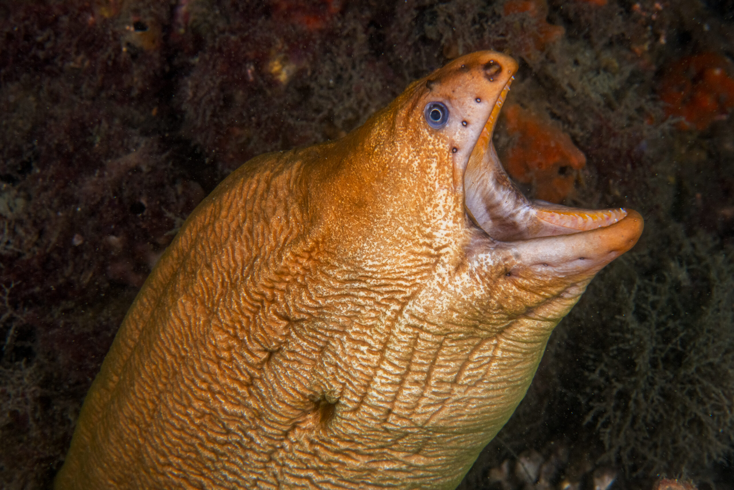 Have you ever seen a fish yawn? - Australian Geographic