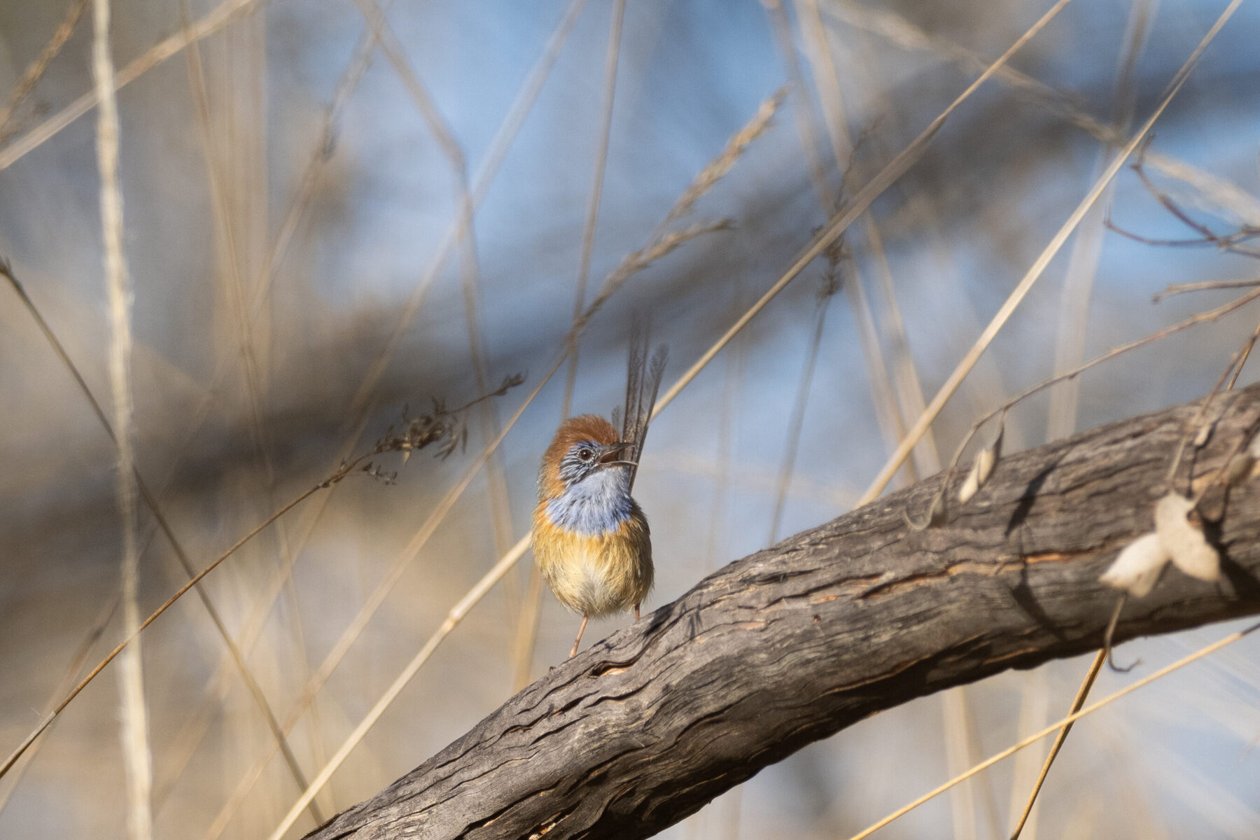 Mallee survivor - Australian Geographic