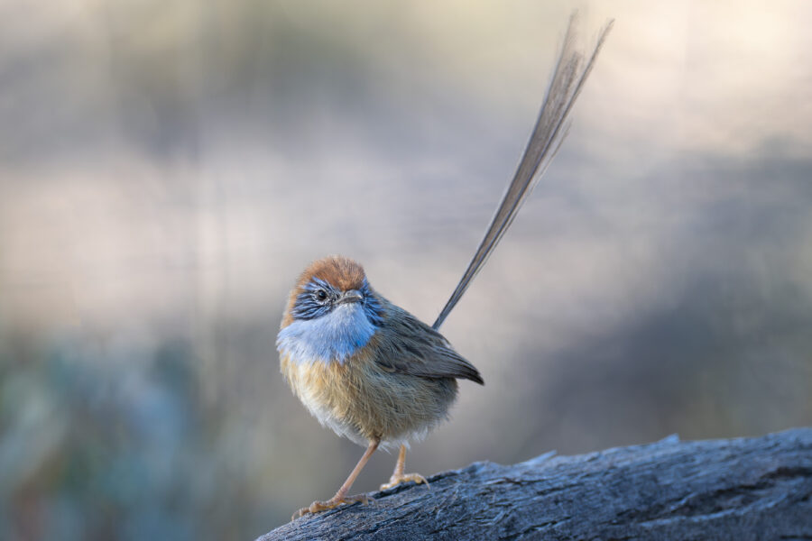 Mallee survivor - Australian Geographic