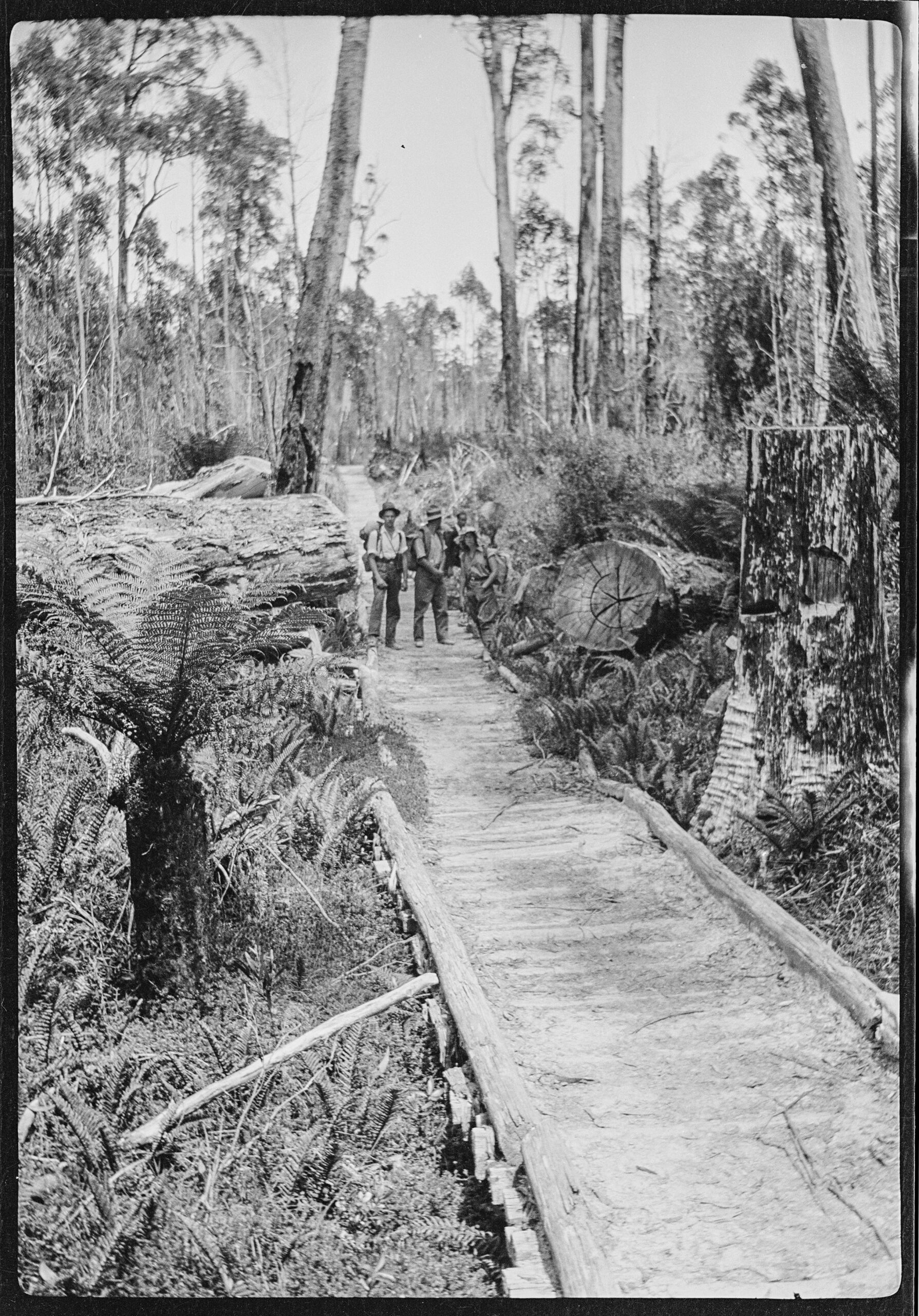 The Adamsfield mining rush - Australian Geographic