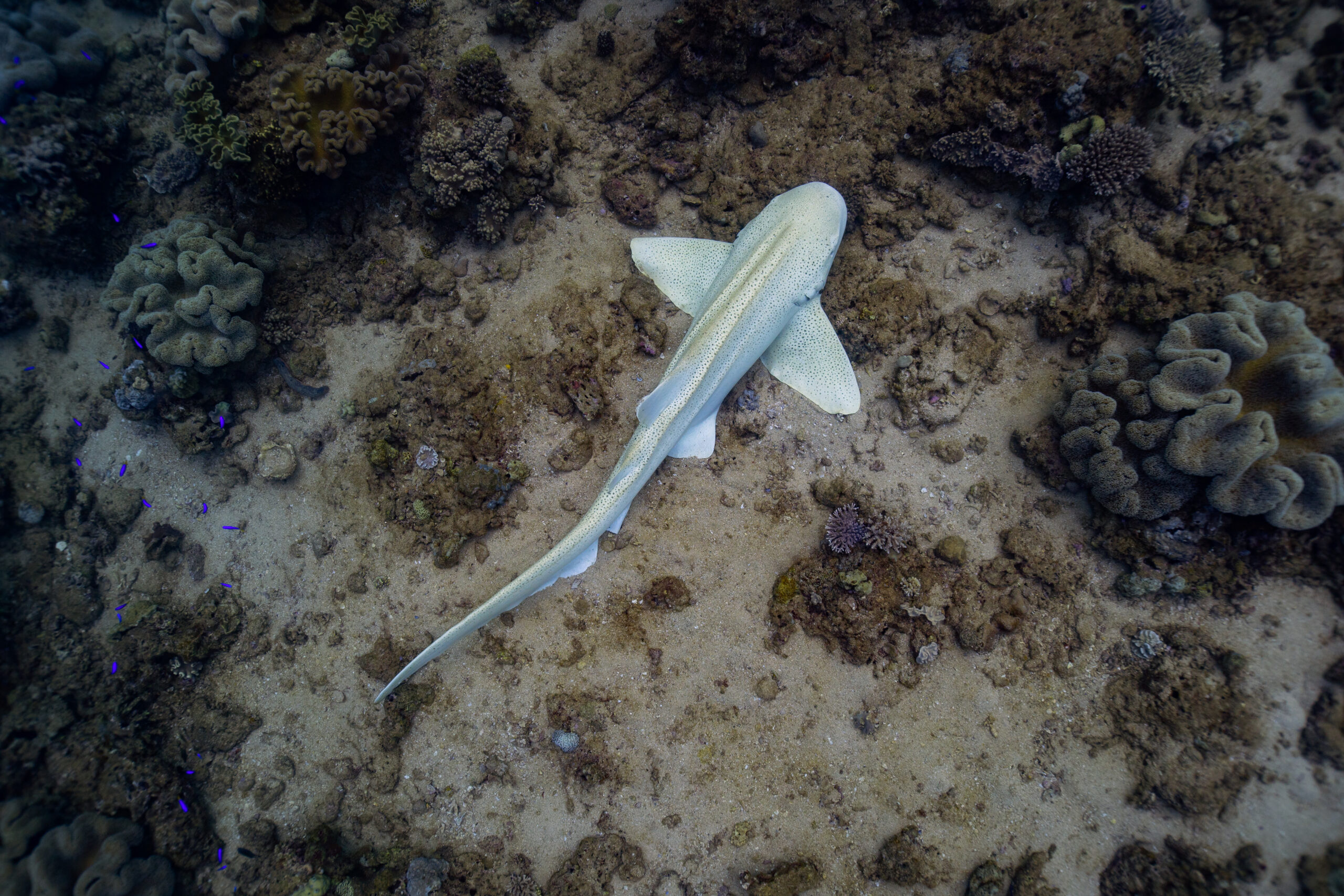 Fish Rock: An underwater treasure - Australian Geographic