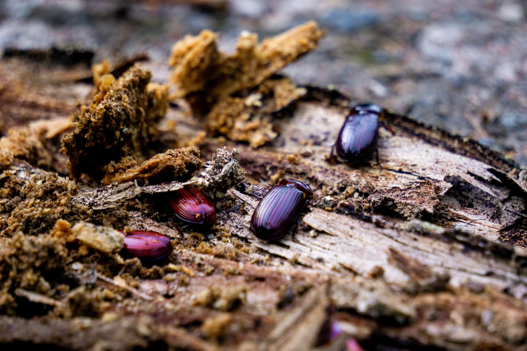 How darkling beetles rose to 'global ecological dominance' - Australian ...