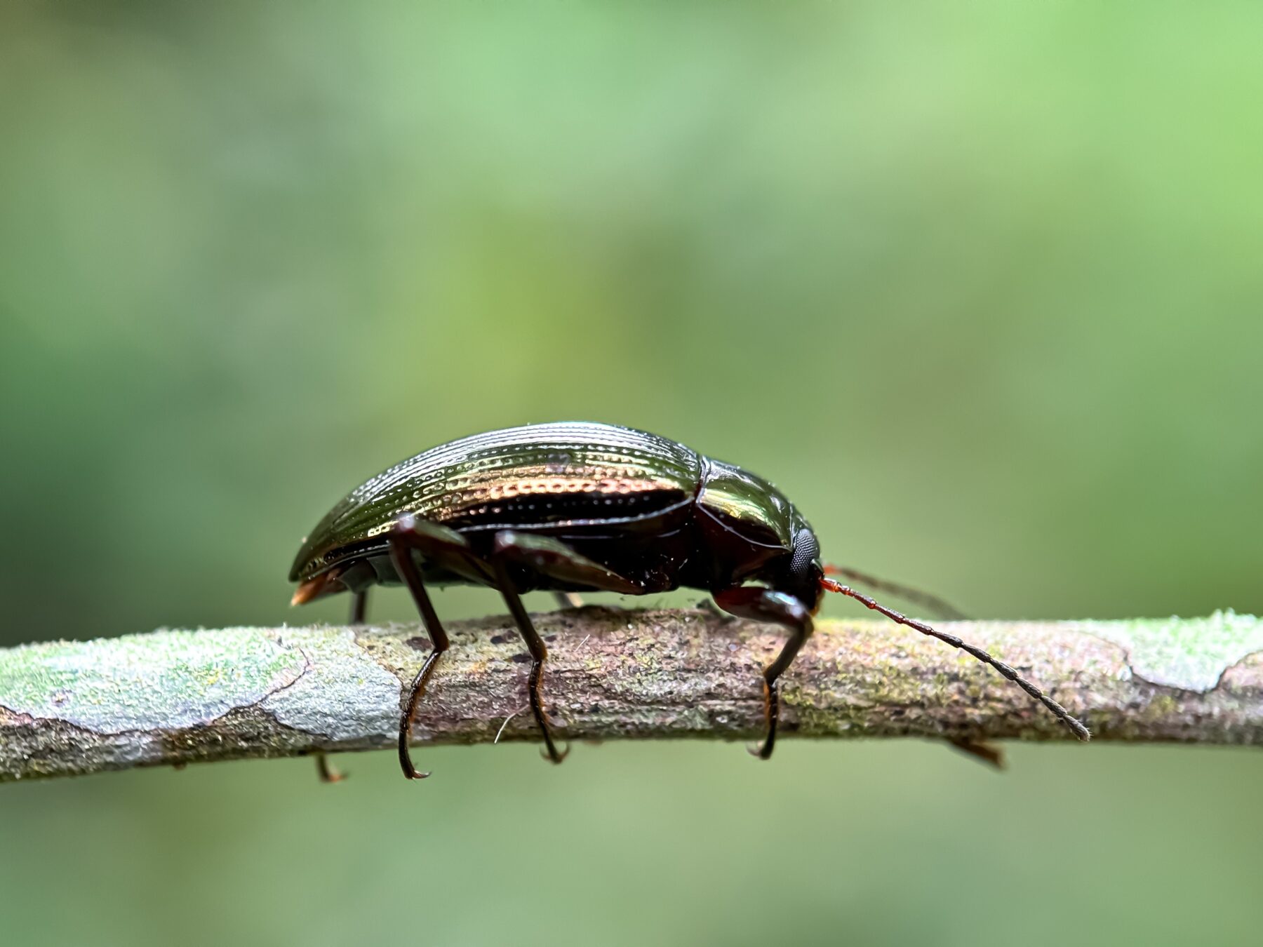 How darkling beetles rose to 'global ecological dominance' - Australian ...