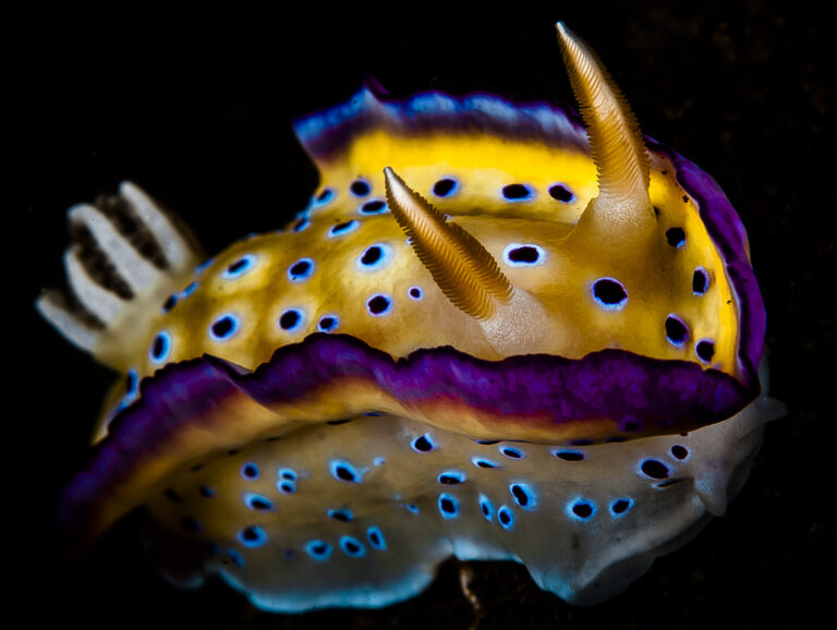 Nocturnal sea slugs don't bother looking fancy - Australian Geographic