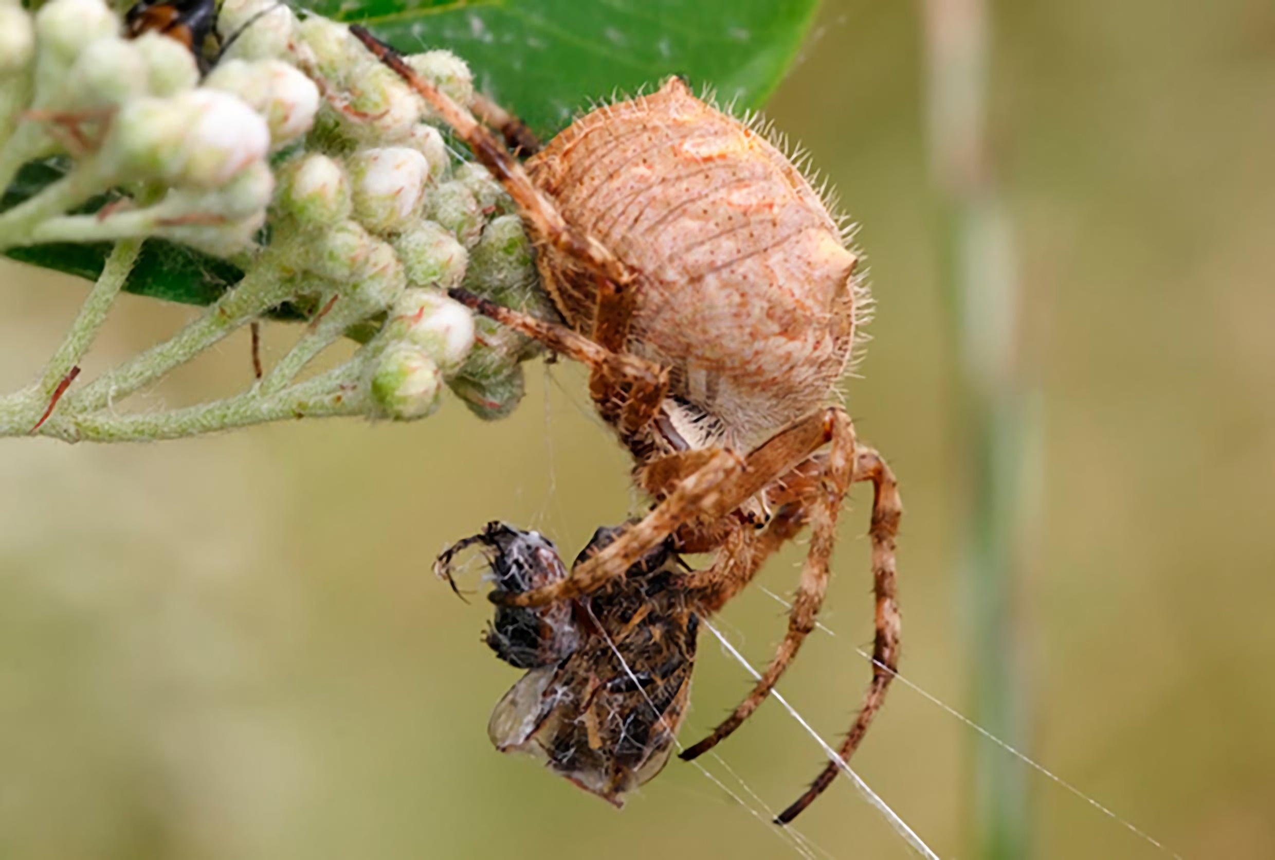 Fact File: Garden orb weaver - Australian Geographic
